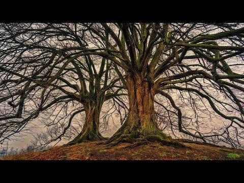 Ağaç! | The Tree | Haftanın Kısa Filmi