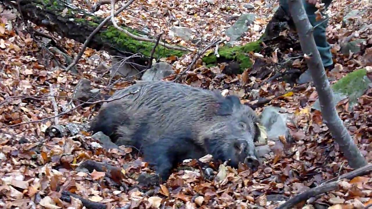 Croation Wild Boar - Shot in the neck - YouTube