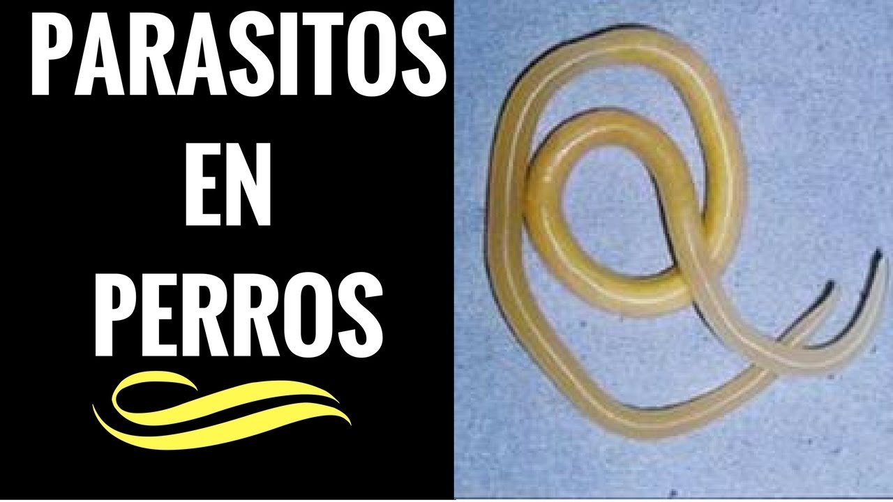 🛑PARASITOS EN PERROS 🚀 PROTEGE A TU PERRO Y A TU FAMILIA URGENTE 🛑 ...