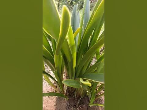 Gul-e-Lala Plant in my Garden#Amaryliss plant #Gardening ideas#Beautiful naat - YouTube