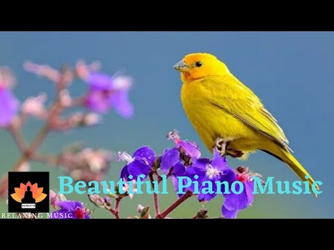 Peaceful Relaxing Piano Music 🌿 Study music, Stress Relief Music, Sleep ...