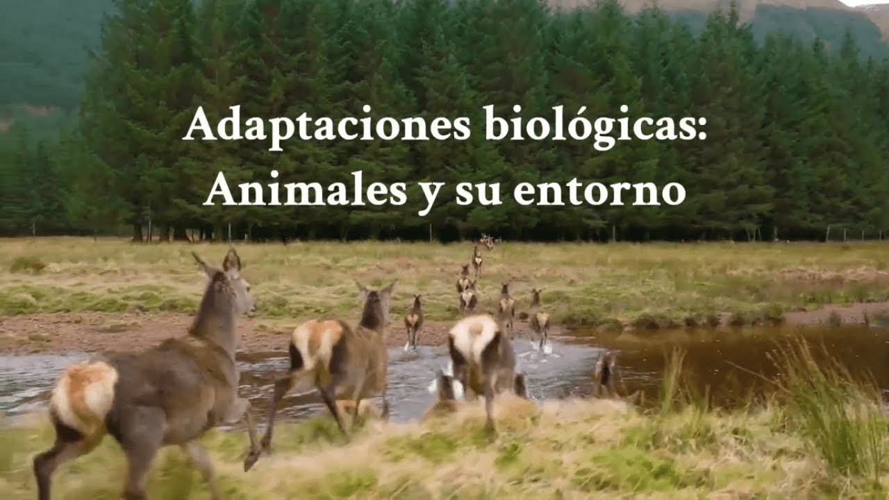 Adaptaciones biológicas: Animales y su entorno - YouTube