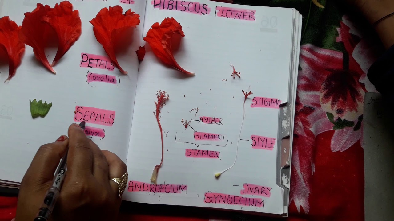 Parts Of Hibiscus Flower YouTube parts-of-hibiscus-flower-youtube