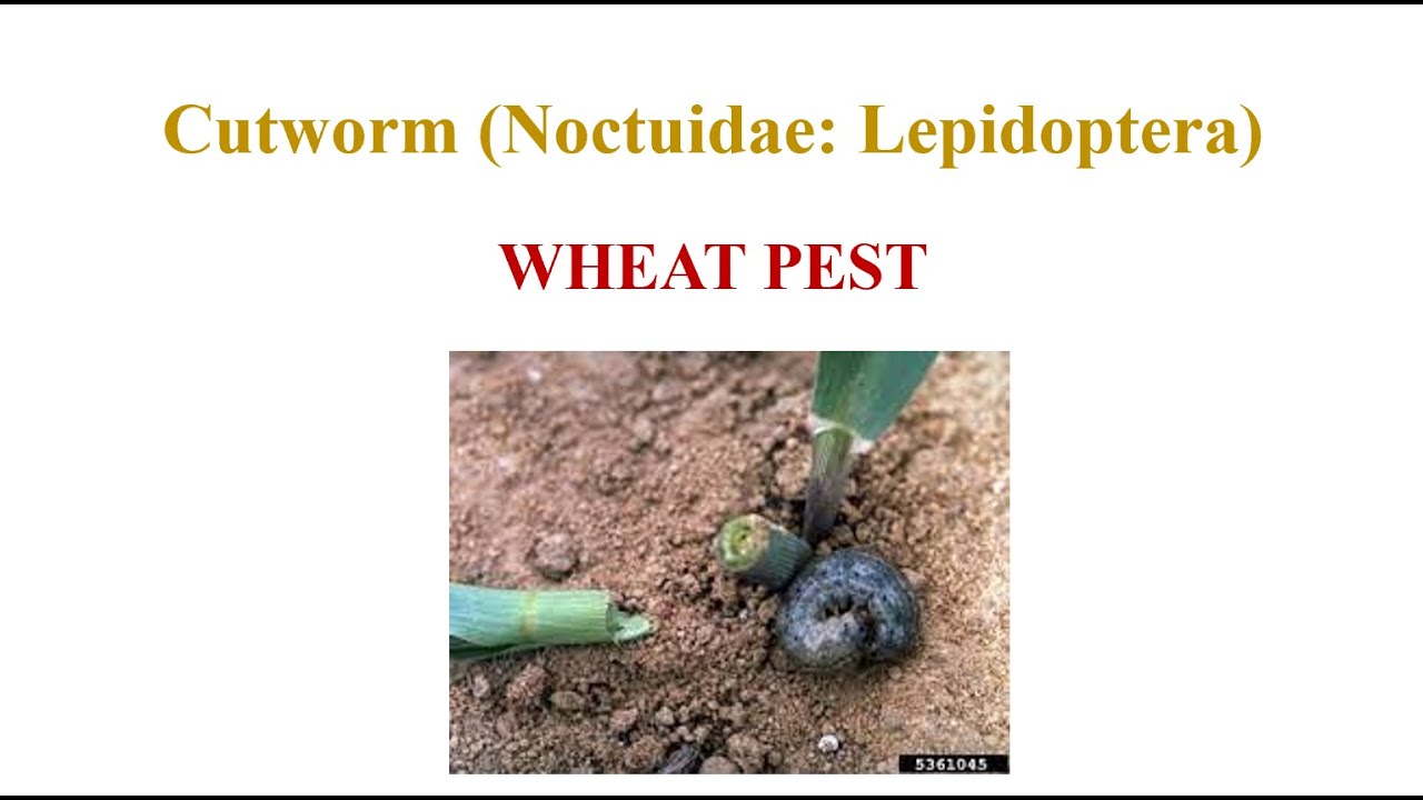 Wheat Cutworm - YouTube