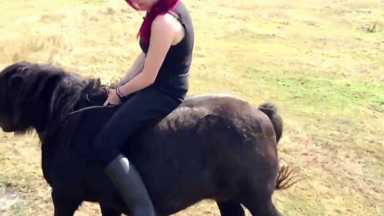 Rodeo riding on a shetland pony - YouTube