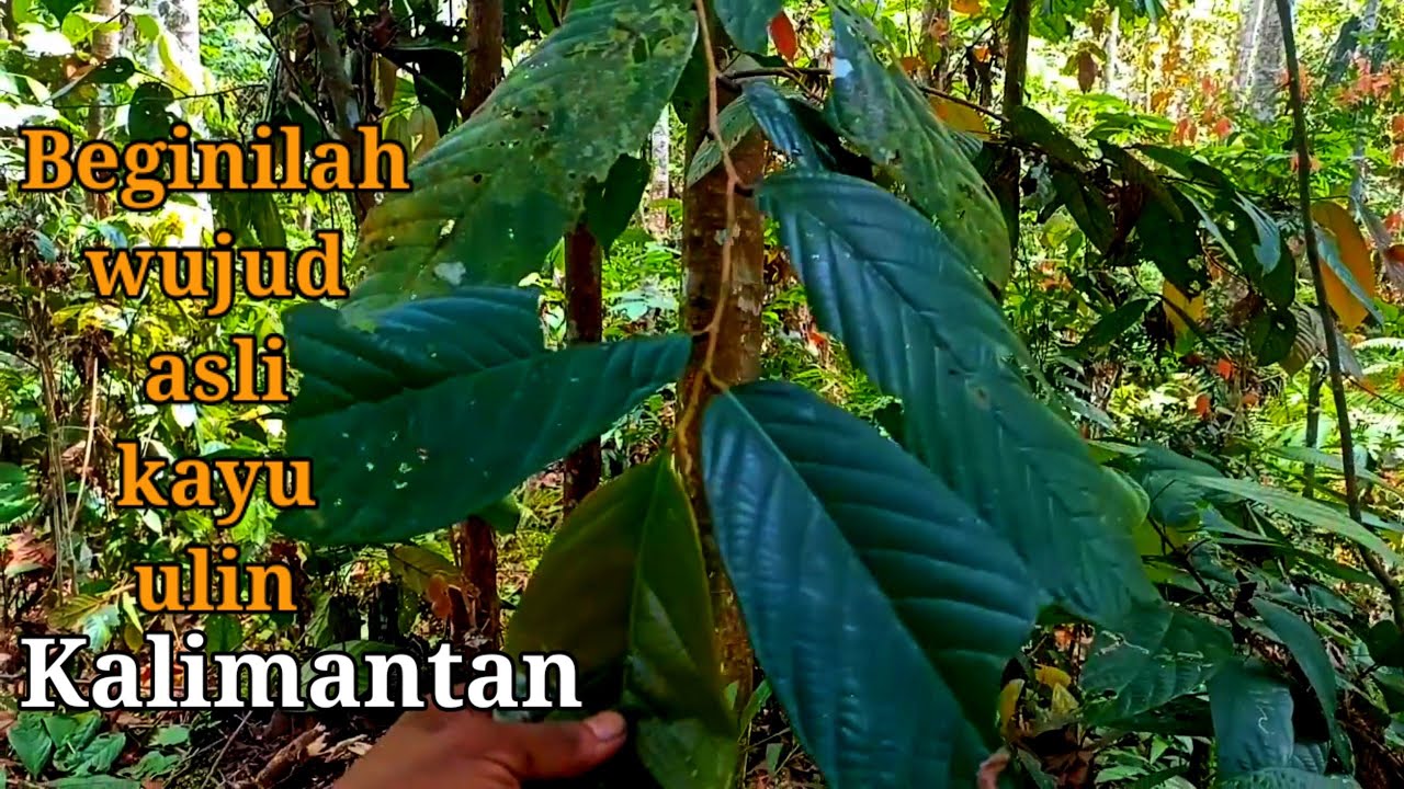 MENGENAL POHON ULIN || KAYU TERKUAT DI MUKA BUMI JENIS DAUN DAN JUGA ...