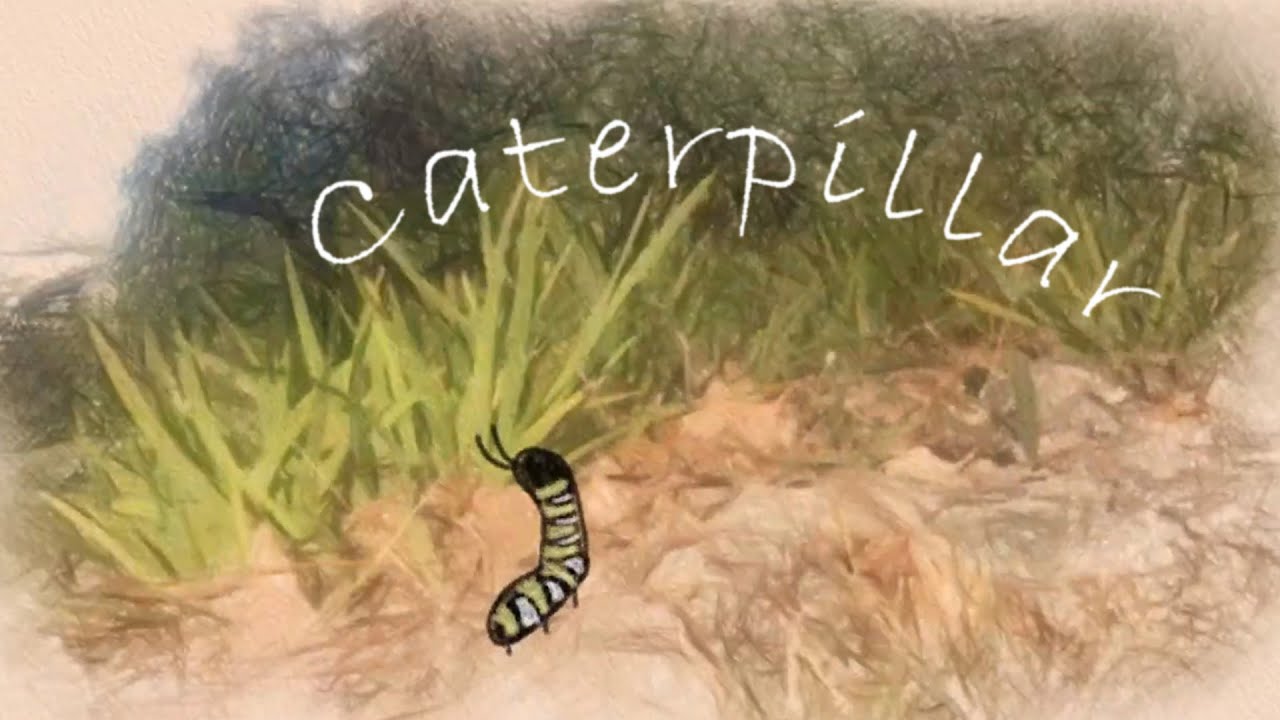 Caterpillar - an animation - YouTube