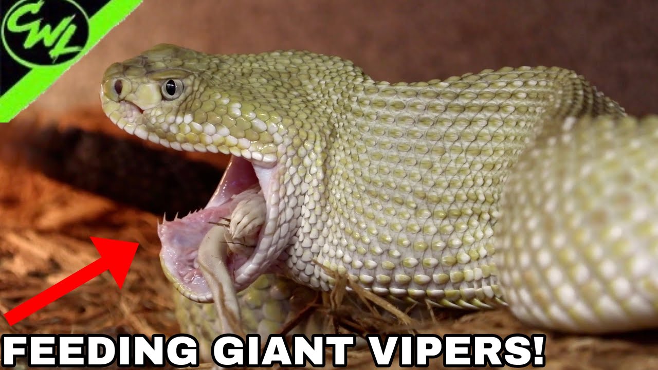 FEEDING GIANT VIPERS!!! - YouTube