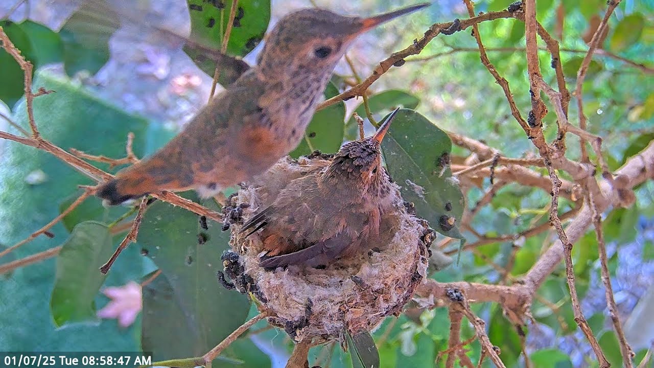 Autumn's First Trip Out of the Nest - Allen's Hummingbird 26 Days Old ...