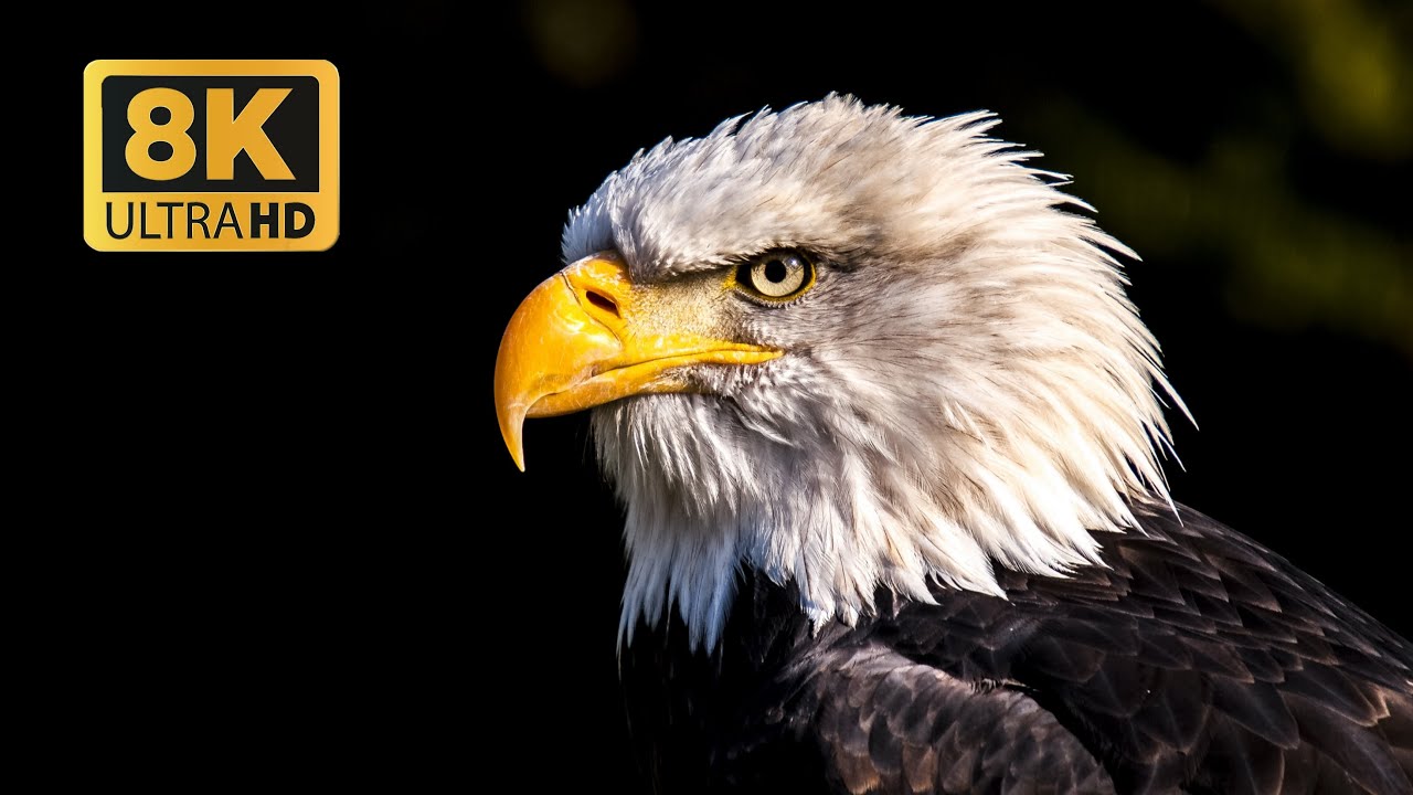 ultimate wild animals collection in 8k uhd | wild animals video | lots ...