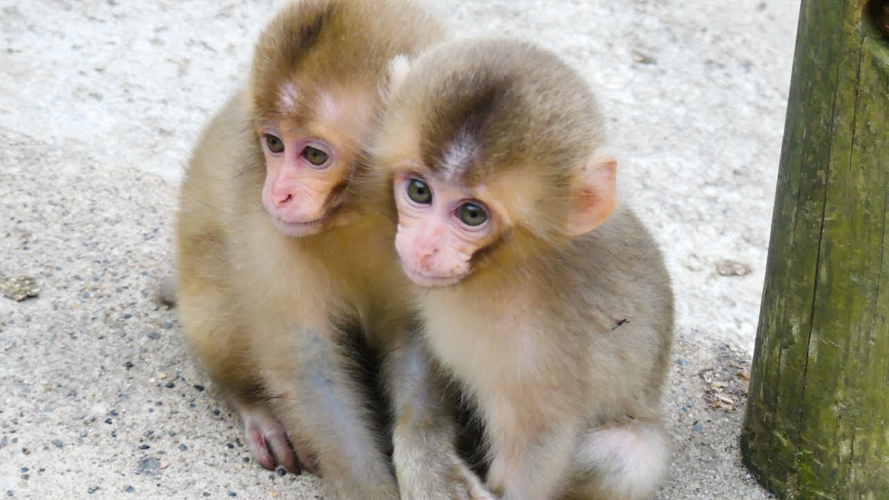 Inseparable Baby Friends【Beautiful Wild Snow Monkeys in Hell Valley】 - YouTube