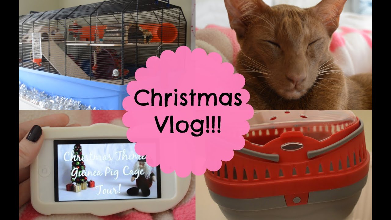 VLOG: Lazy Day & Hamster Playpen | Flamingopetzphoebe - YouTube