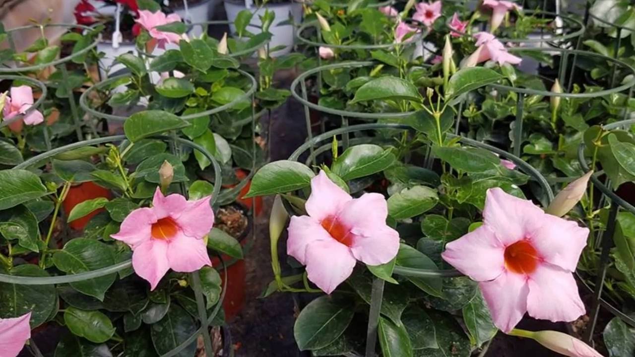 Dipladenia in duet: soiuri cu flori roz sau rosii - YouTube