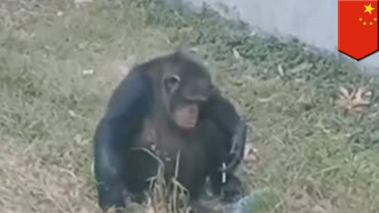 Chimpanzee at Chinese zoo enjoys a square - TomoNews - YouTube