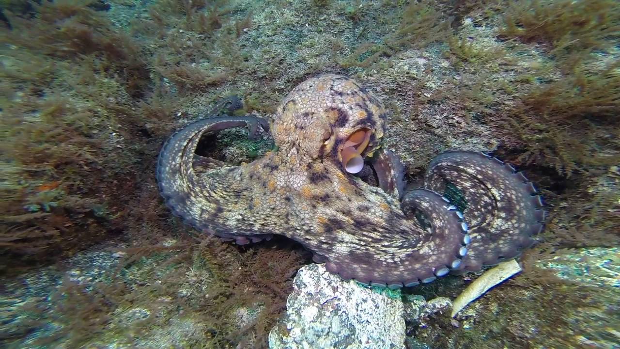 Diving in Azores 2016 - YouTube