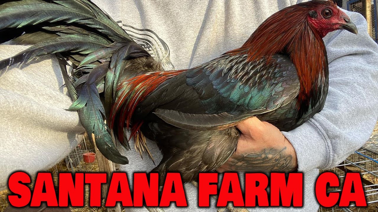 Santana Farm Modesto CA - Beautiful Black Birds | Farm Visit - YouTube