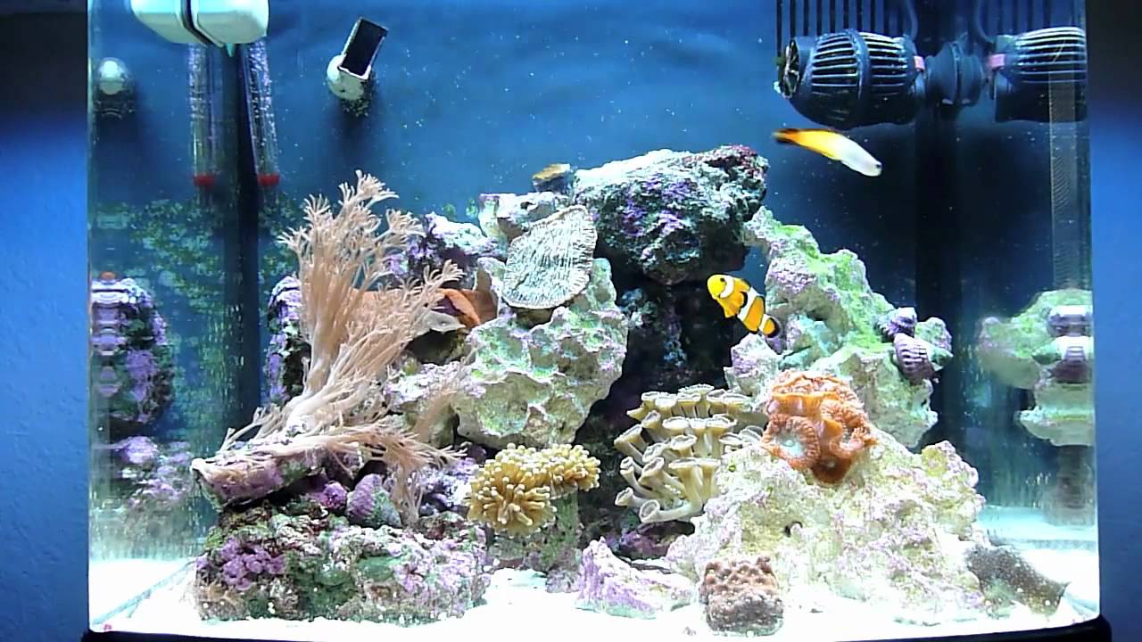 Biocube 14 Reef Update 9/4/11 - YouTube
