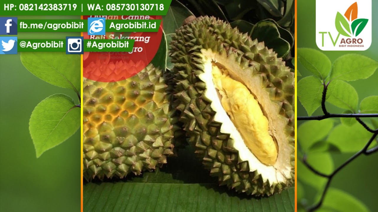 Jual Bibit Durian Cane / Kane Ukuran 2 Meter Asli Bali - YouTube