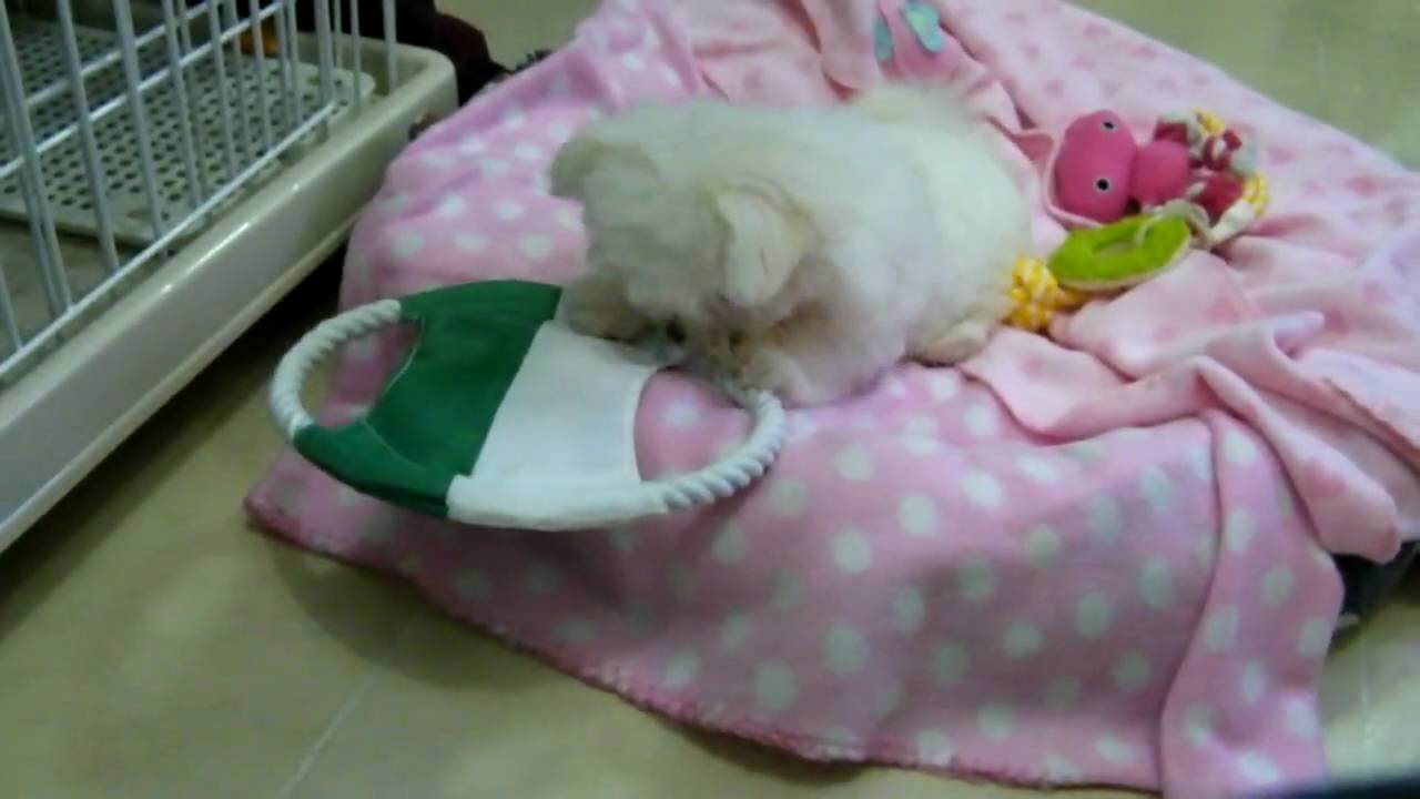 maltese puppy playing with her new toy - 12 weeks old - YouTube