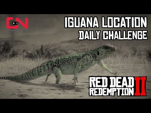 RDR2 Online - Iguana Location - 2 Iguanas Skinned Daily Challenge - YouTube
