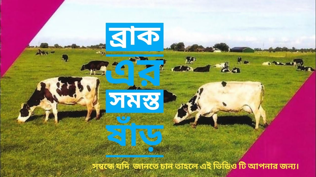 Brac AI All Bull list. ব্রাক এর সমস্ত ষাঁড় গরু সম্বন্ধে জানতে পারবেন ...