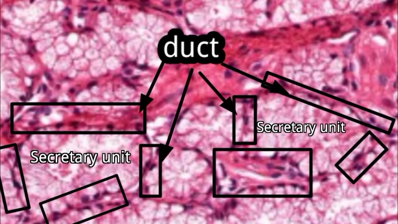 compound tubular gland | Brenner gland | histo slide - YouTube