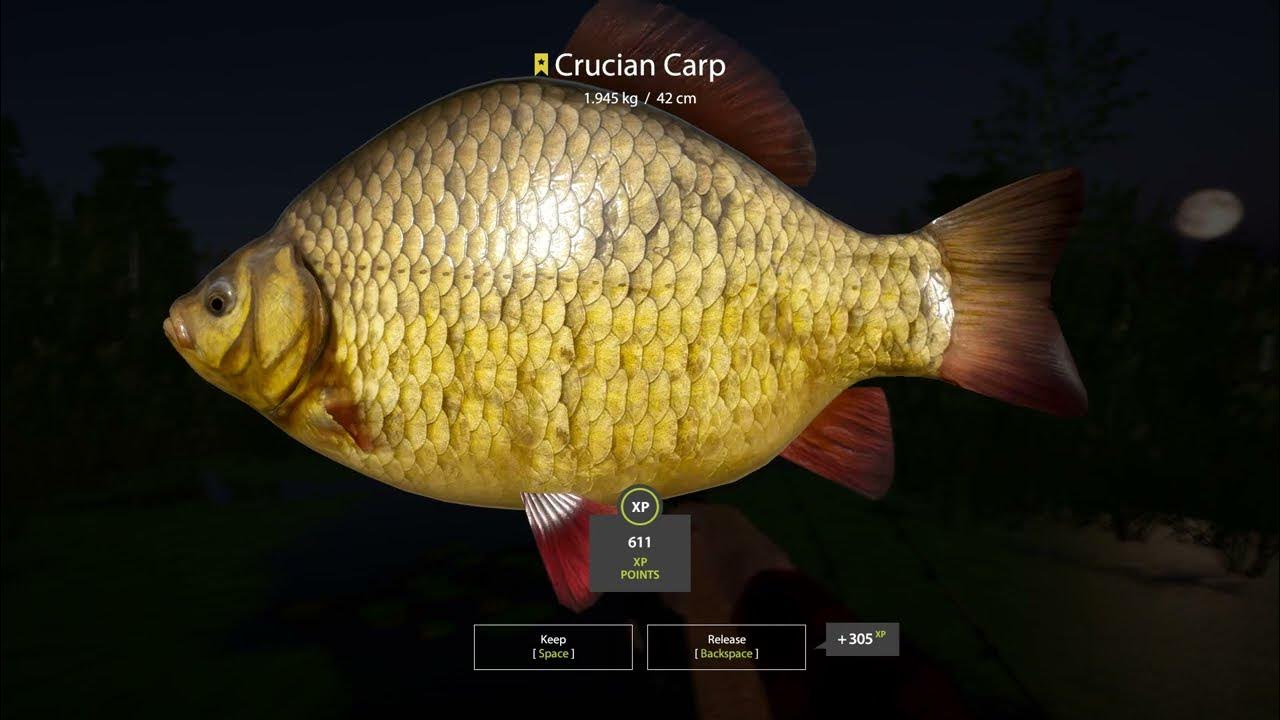 Russian Fishing 4 2023 03 29 old burg crucian carp {trophy} - YouTube
