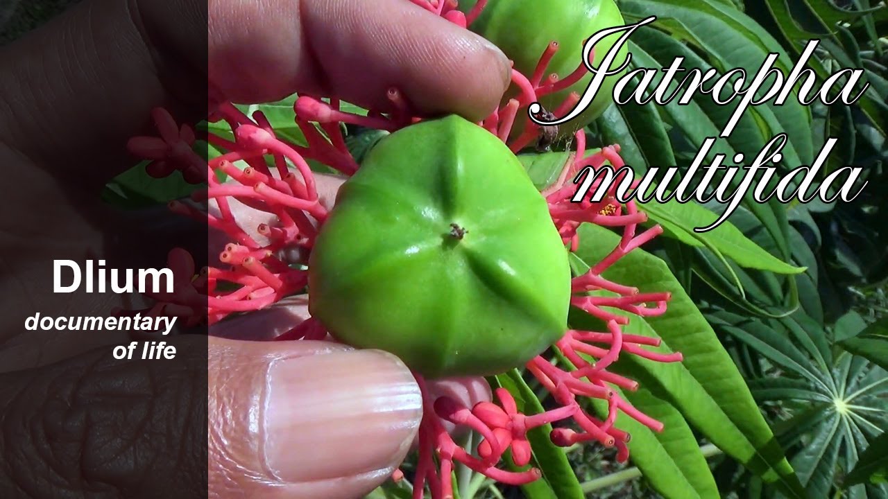 Coralbush (Jatropha multifida) - part 2 - YouTube