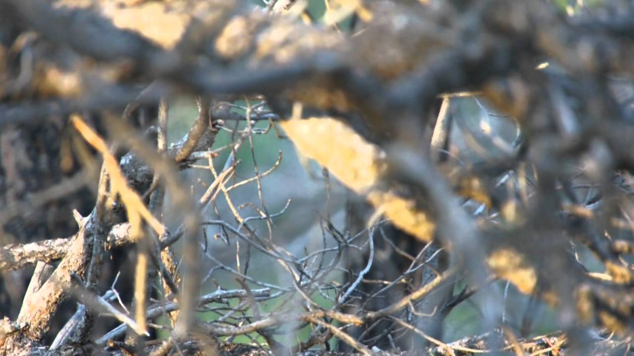 Arizona Unit 9 Archery Elk Hunt - YouTube