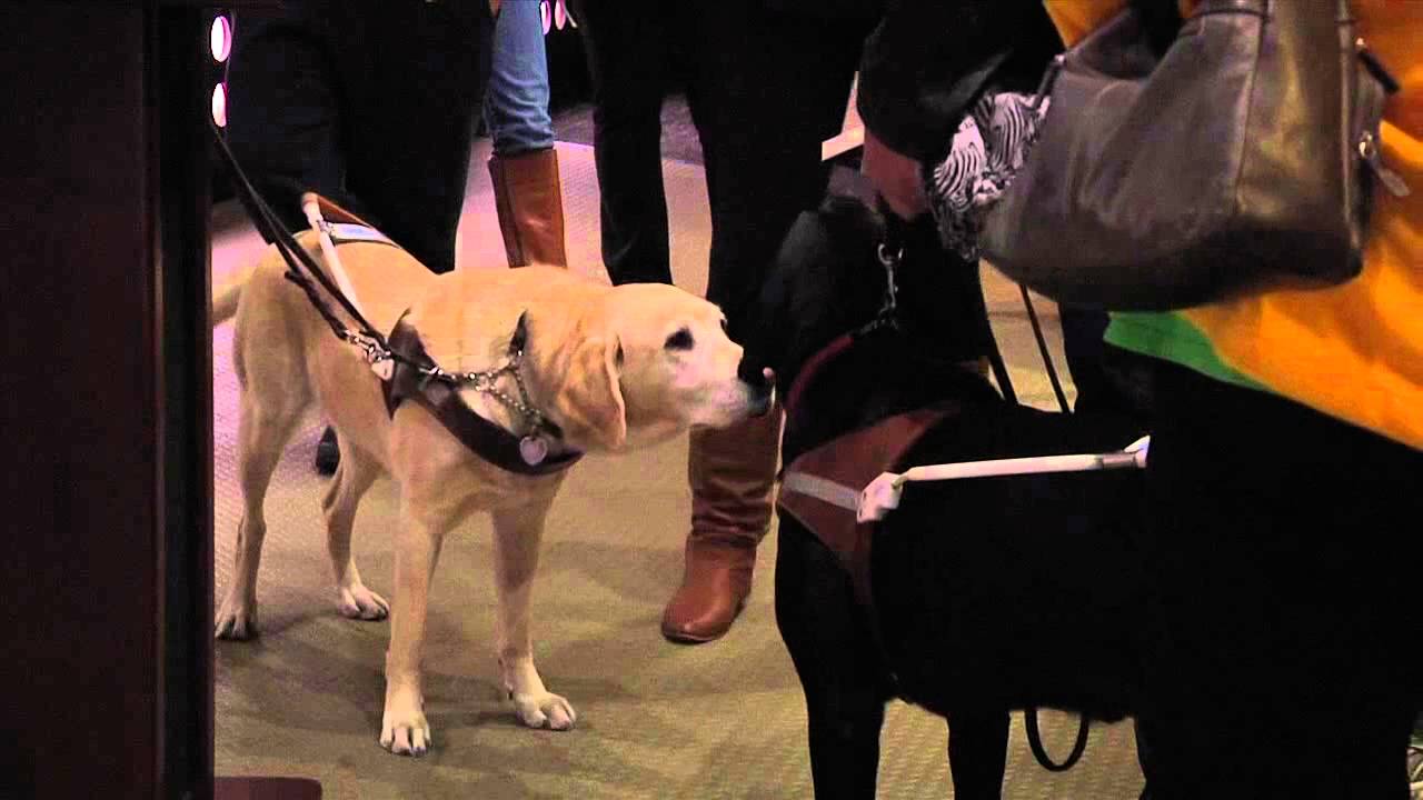Service Dog Saved Life of 9/11 Survivor - YouTube