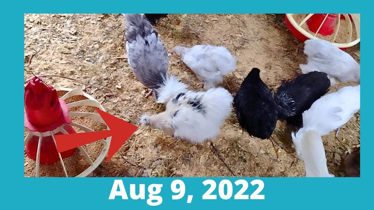 Chick Flick Polish, Cochin & Silkie Chicks Aug 9, 2022 - YouTube
