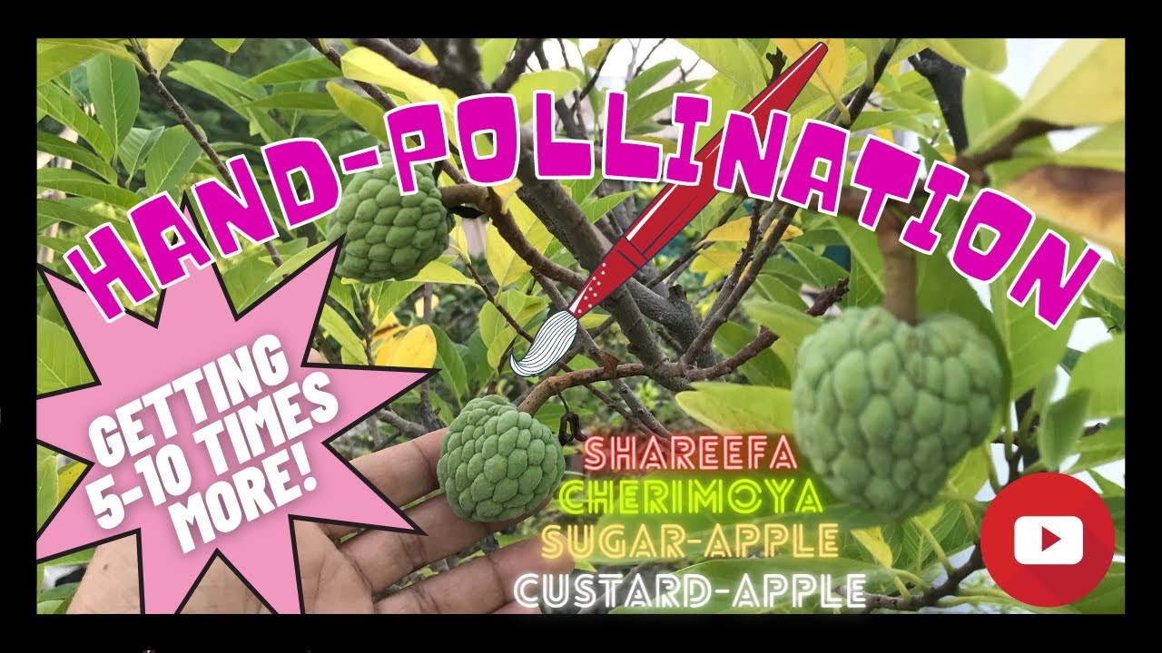 Boost Your Custard-apple Harvest With Hand-pollination: Increase Your ...