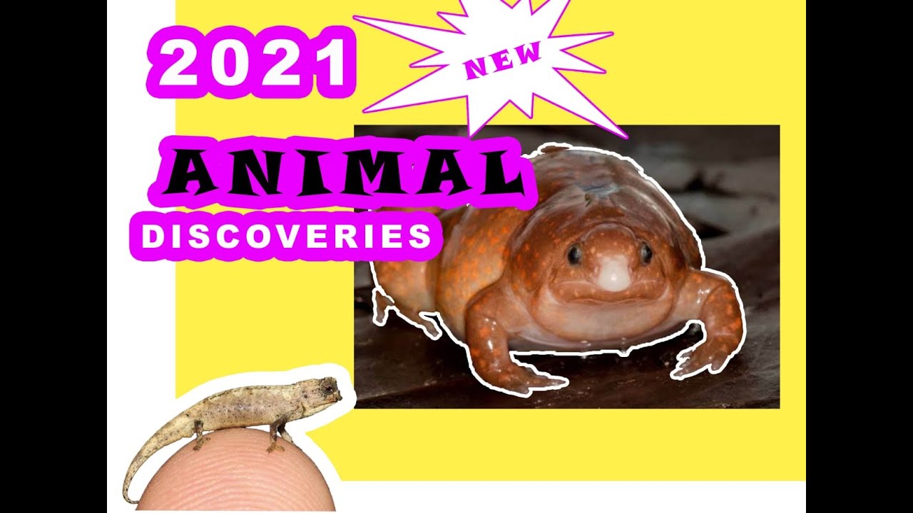 Nine new creatures that have recently been discovered. - YouTube