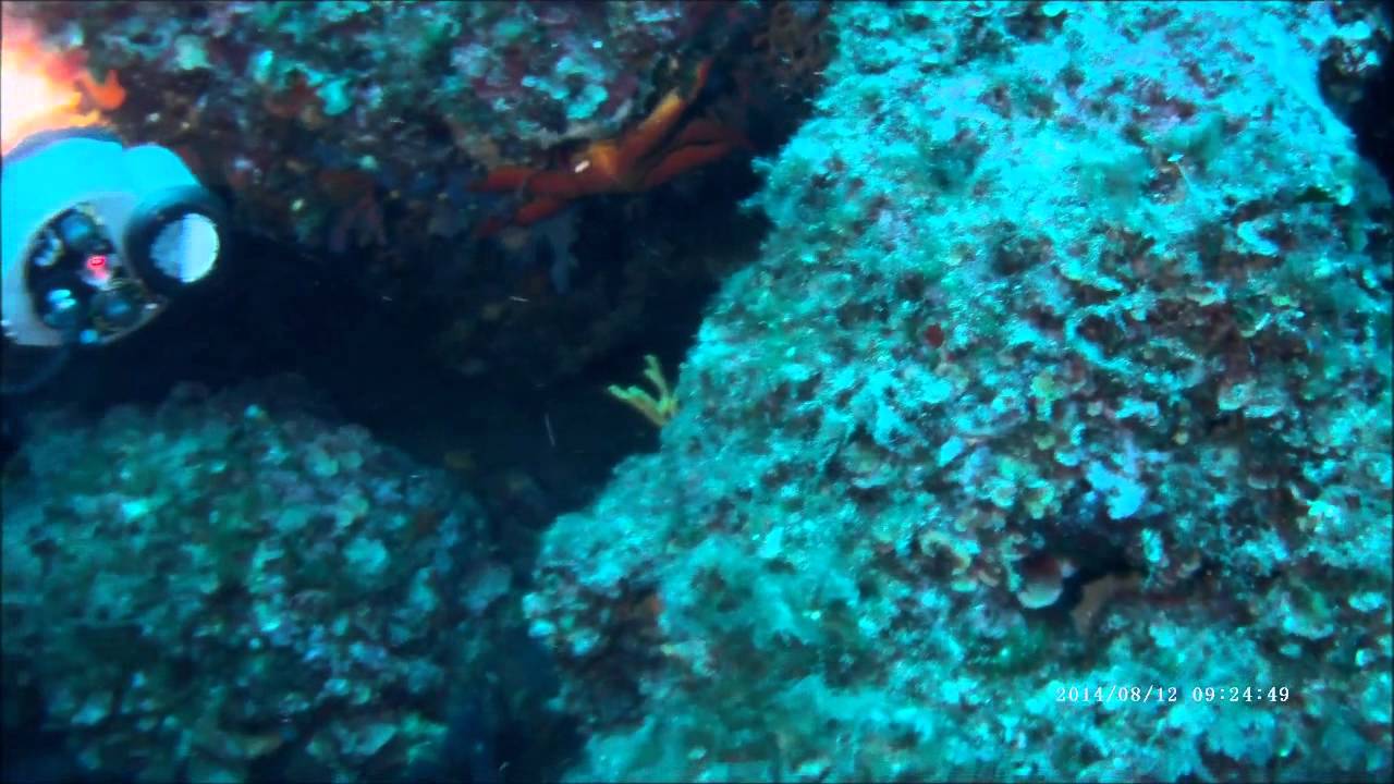 corbella isola D'Elba 12 08 2014 - YouTube