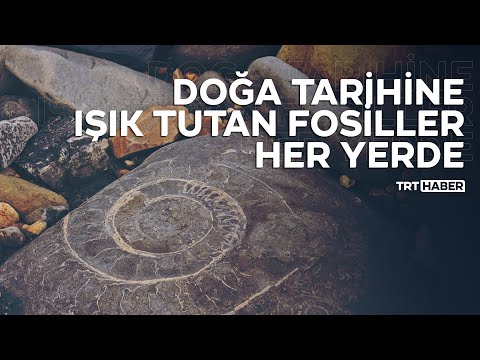 Doğa tarihine ışık tutan fosiller her yerde