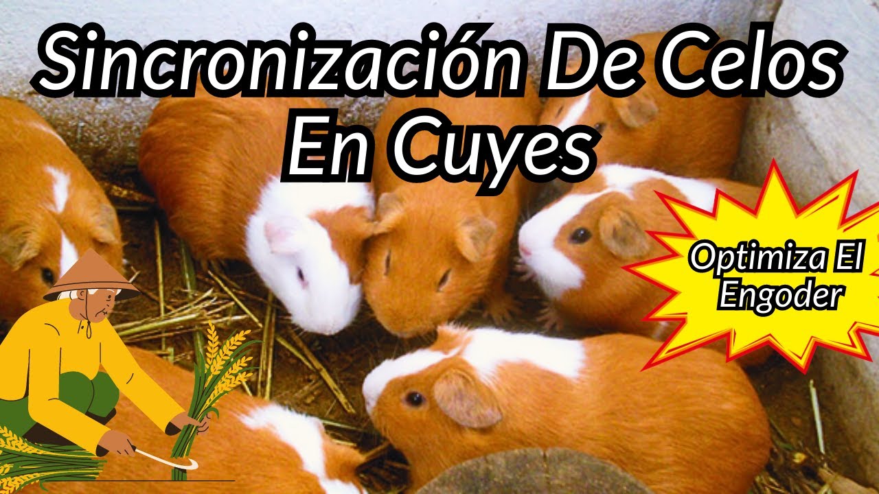 SINCRONIZACIÒN de CELOS en CUYES - Optimiza el ENGORDE - YouTube