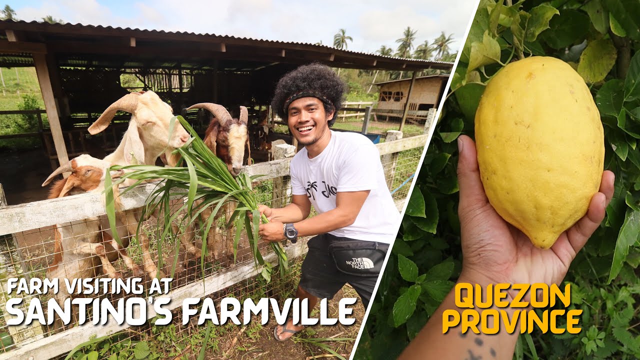 Quezon Province | Farm visiting at Santinos Farmville | Lost Juan - YouTube