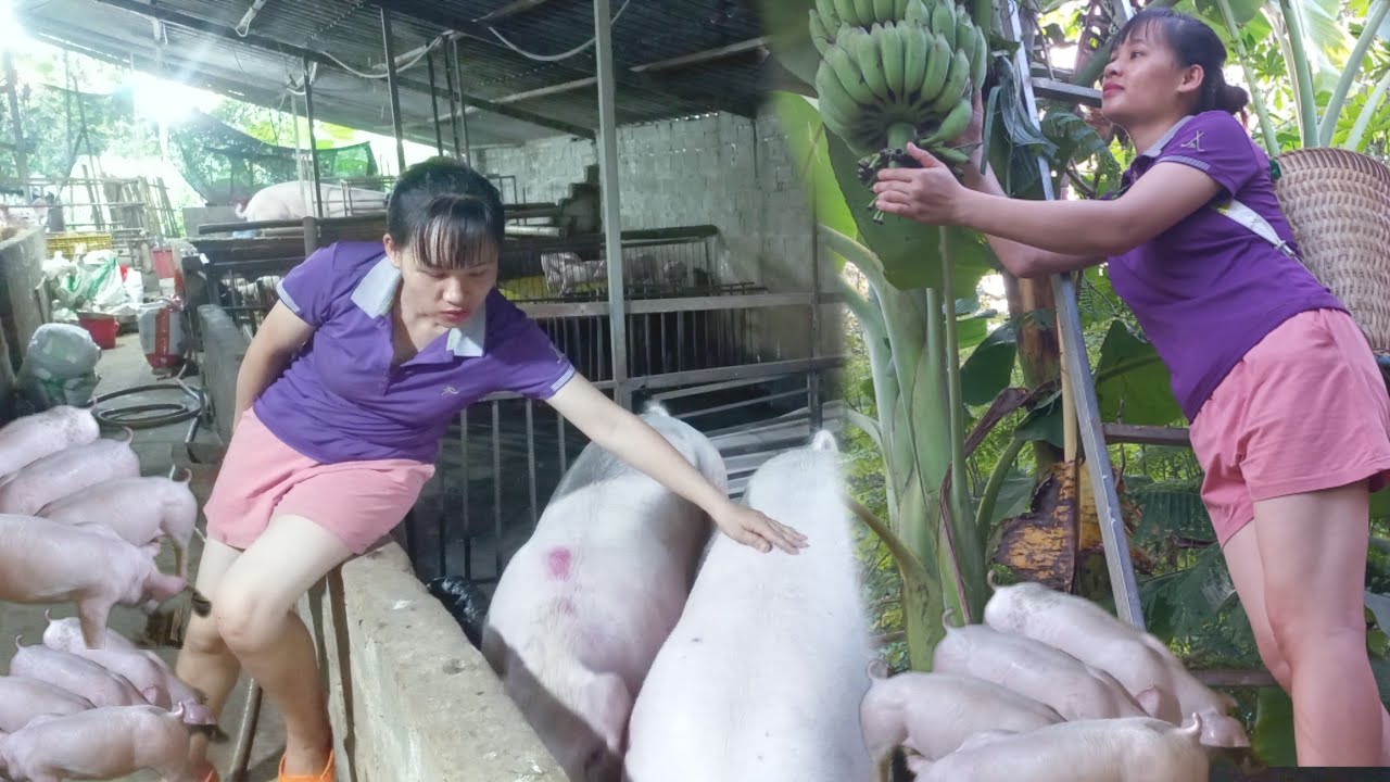 weaning 23 piglets. How to treat diarrhea in pigs with bananas - YouTube