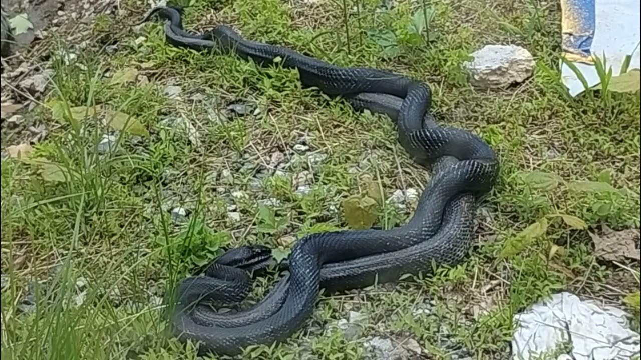 Black Snake - YouTube
