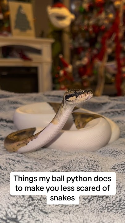 Things my #ballpython does to make you less scared of #snakes #animals #cute #pets #shorts # ...