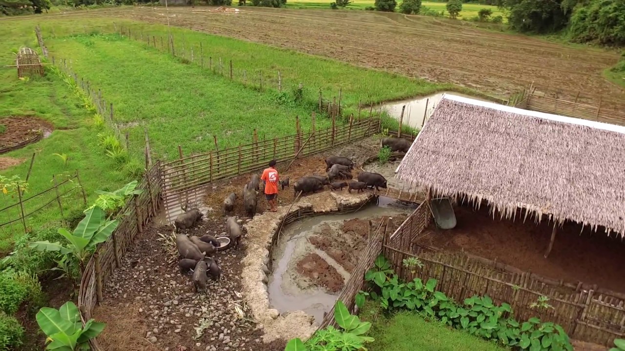 Permaculture Pigs Free Range Wet Tropics - YouTube