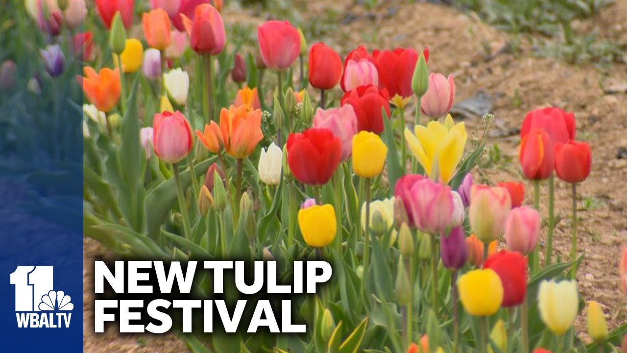 Maryland's first tulip festival opens - YouTube