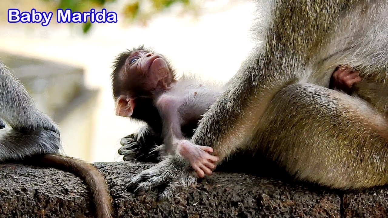 Baby monkey Marida fall from mom chest while sitting - Adorable baby ...