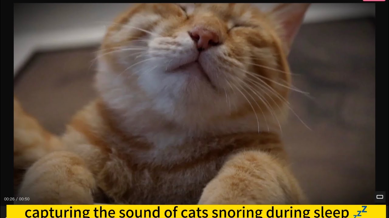 capturing the sound of cats snoring during sleep 😺😂🐈🐈💤 - YouTube
