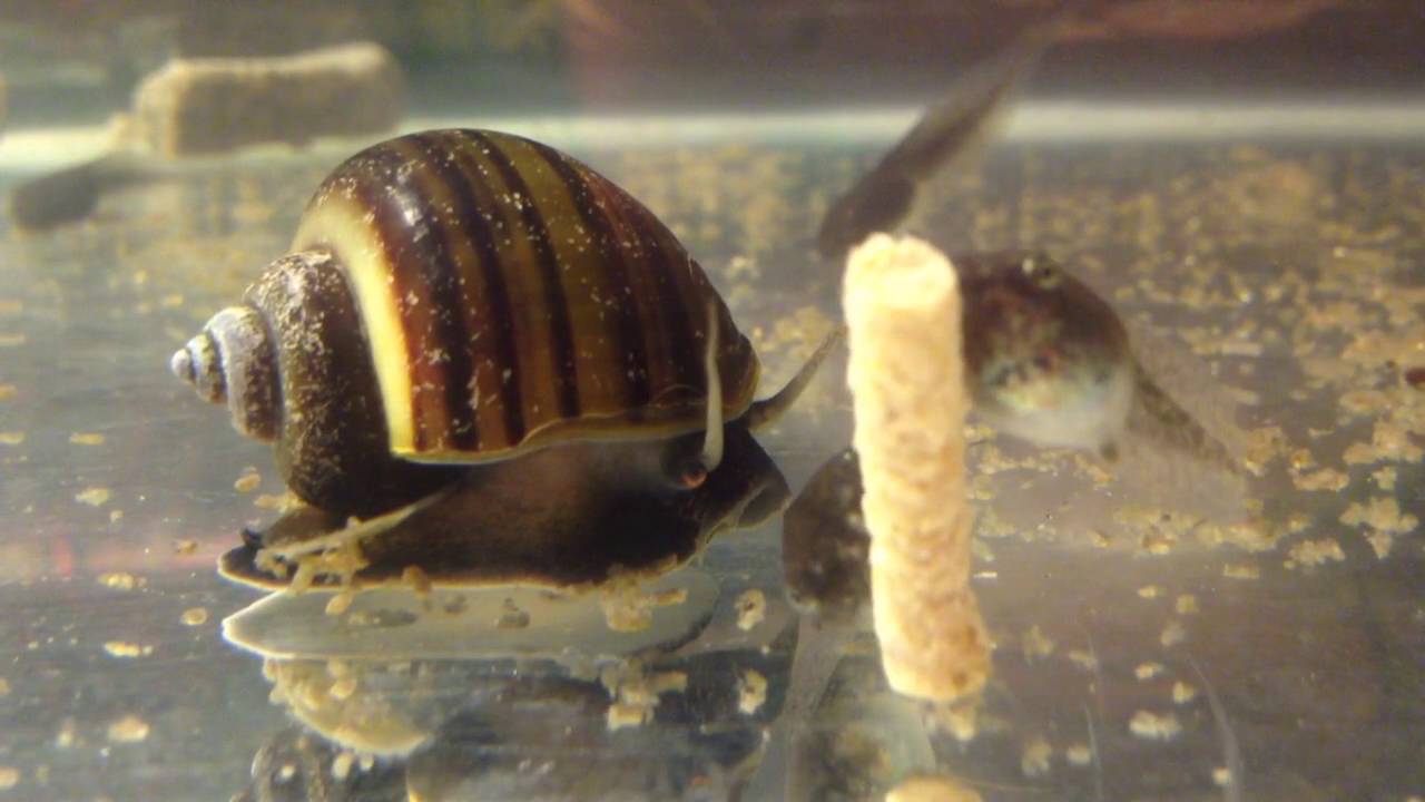 Snail and Tadpoles Eating - YouTube