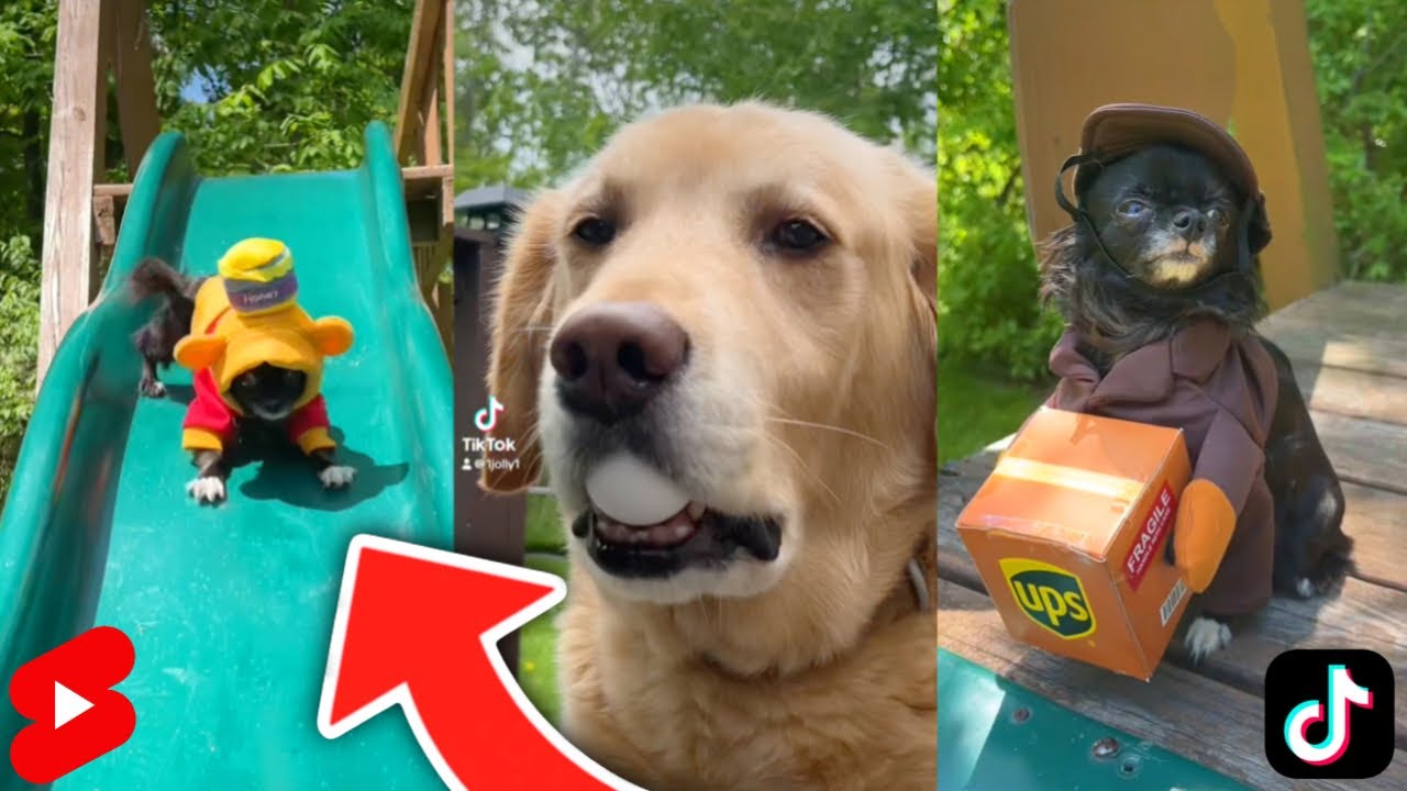 Josh Puddin and Dozer Videos To Watch When Eating - YouTube