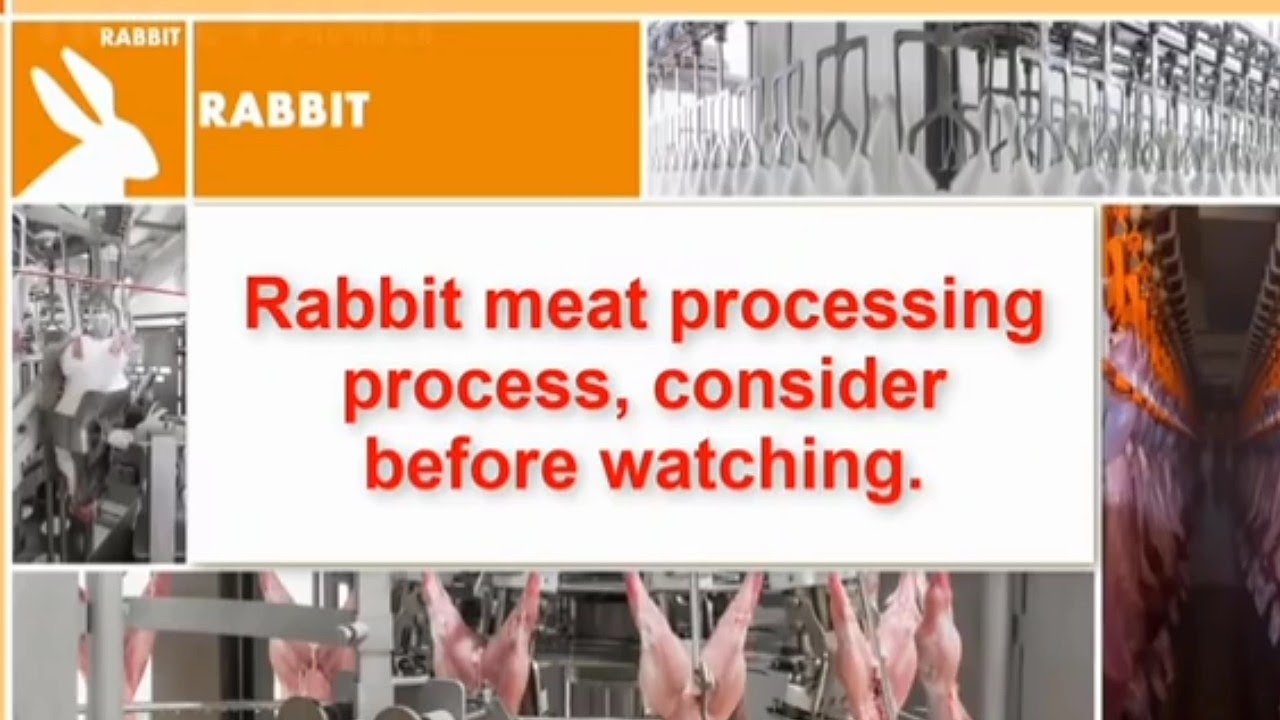 A Rabbit Meat Farm from Europe - YouTube