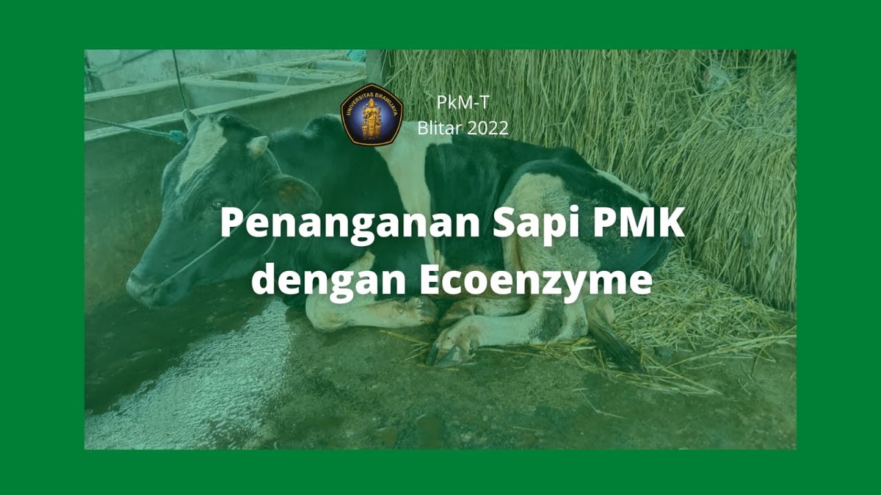 Penanganan Sapi PMK dengan Ekoenzim | TIM PkM-T Blitar 2022, Fakultas ...