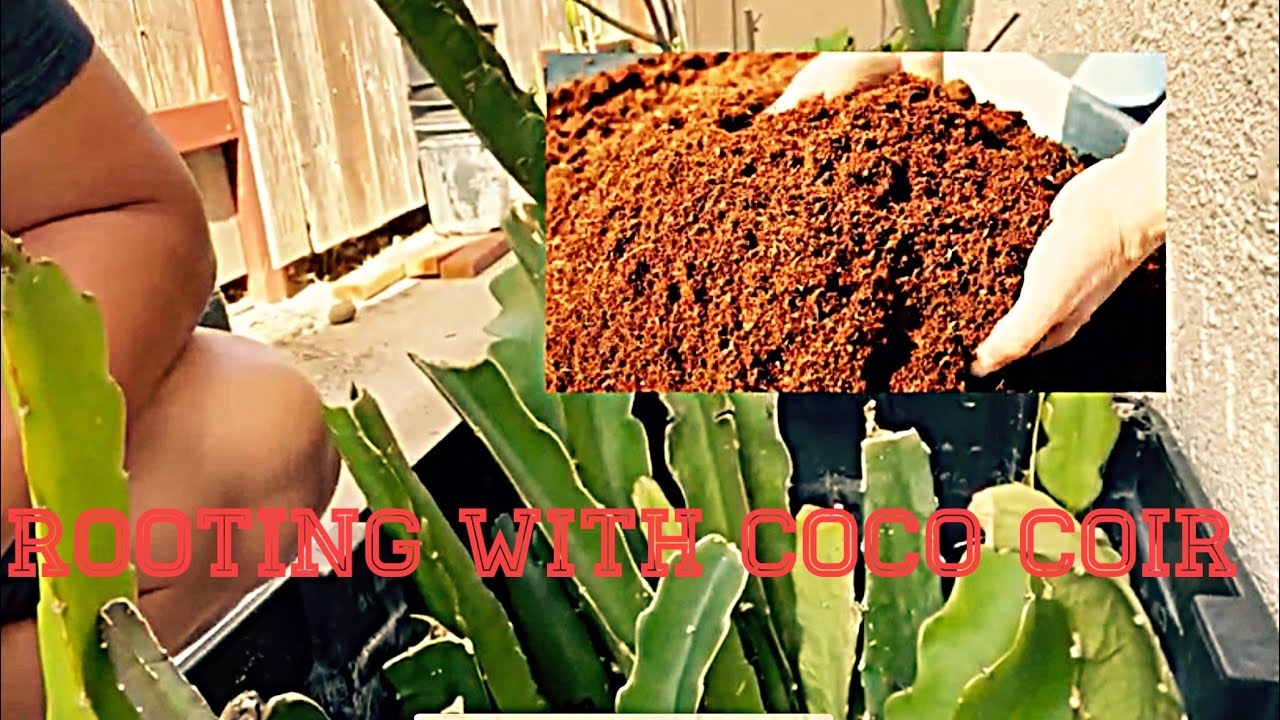 Faster way to root your dragon fruit cutting - YouTube