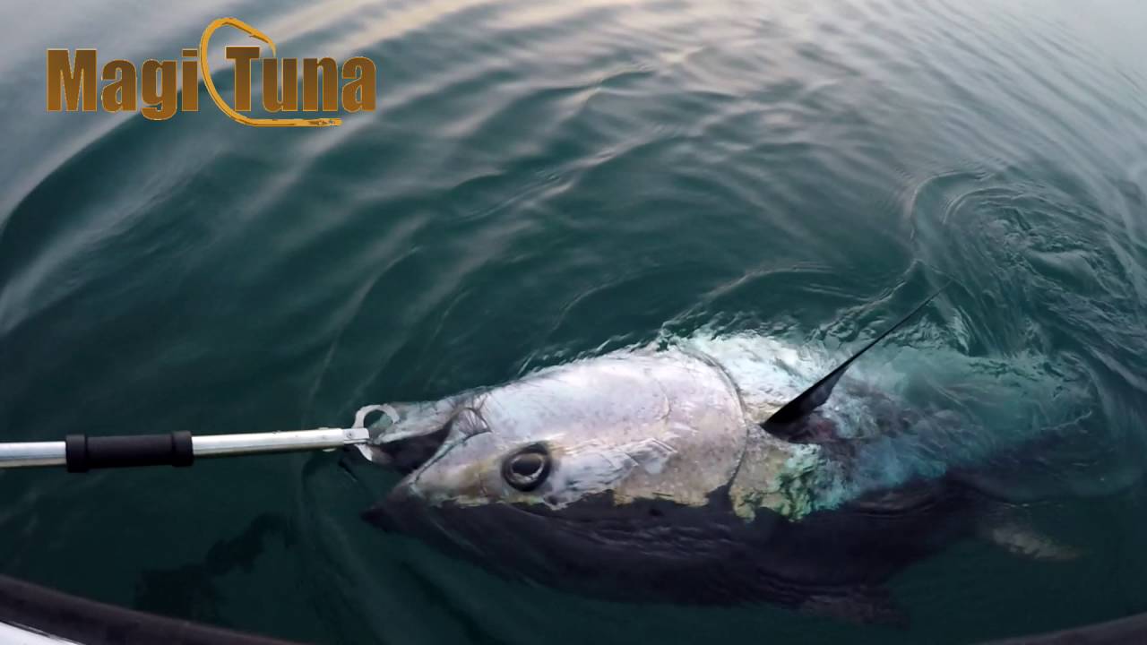 Tonno Spinning (Over 100) MAGIC TUNA Sardina165 mm - YouTube